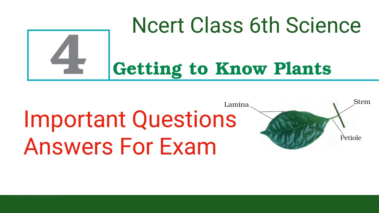 ncert class 6th science chapter 4 | getting to know plants | ncert ...