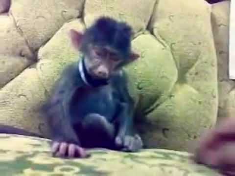 Mono tonto - YouTube