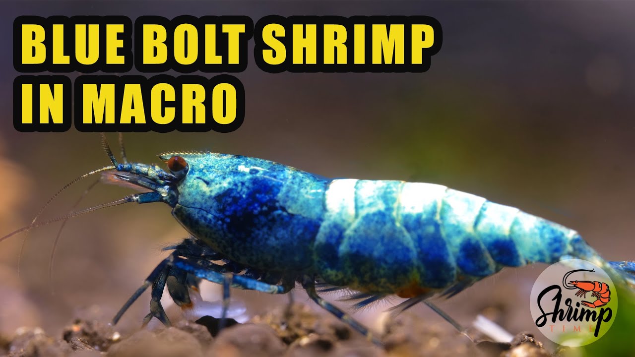 The most beautiful blue aquarium shrimp - Cinematic 4K #macro #aquarium ...