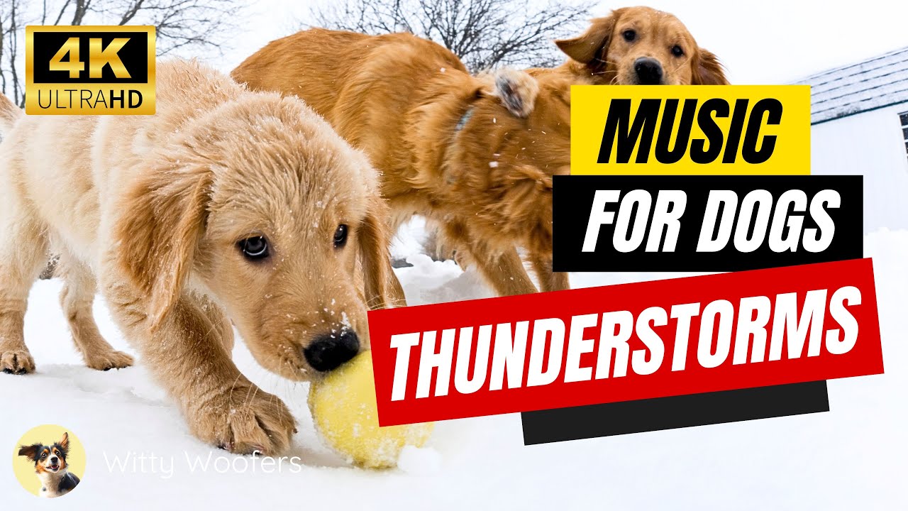 Calming Music for Dogs During Thunder 🌩️ Soothe Your Pup with Witty ...