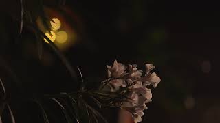 Videos | Humming Lights