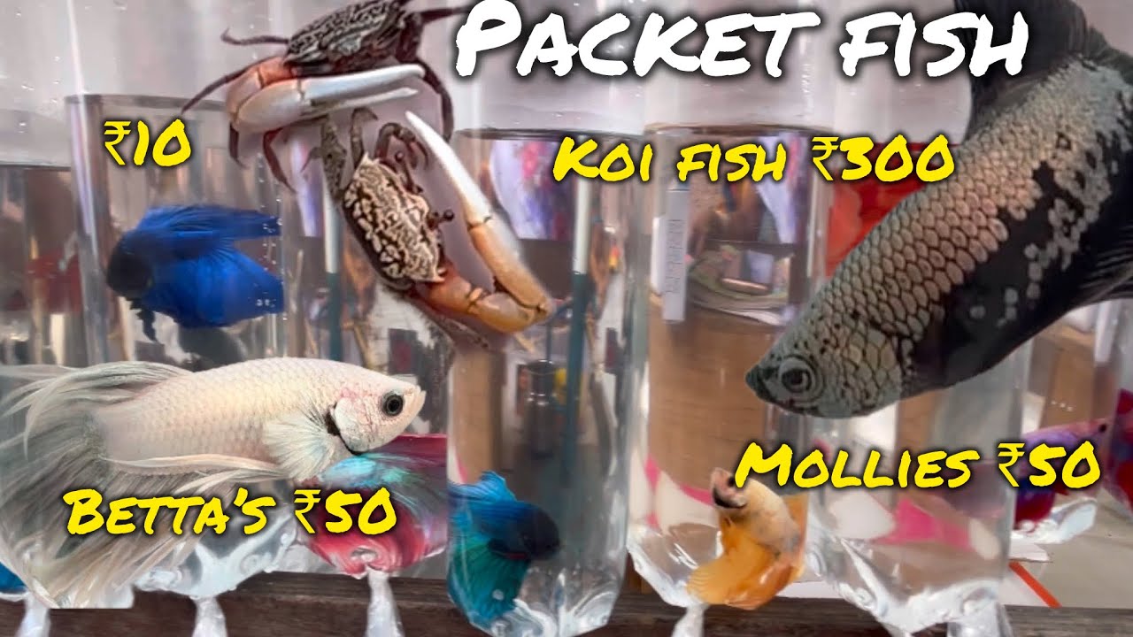 Kolathur pet Market | Kolathur fish market | Guppies & Multi color ...