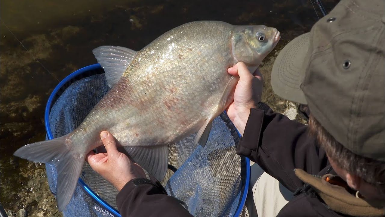 Málo a často 1 (feeder fishing with little and often strategy - 1st ...
