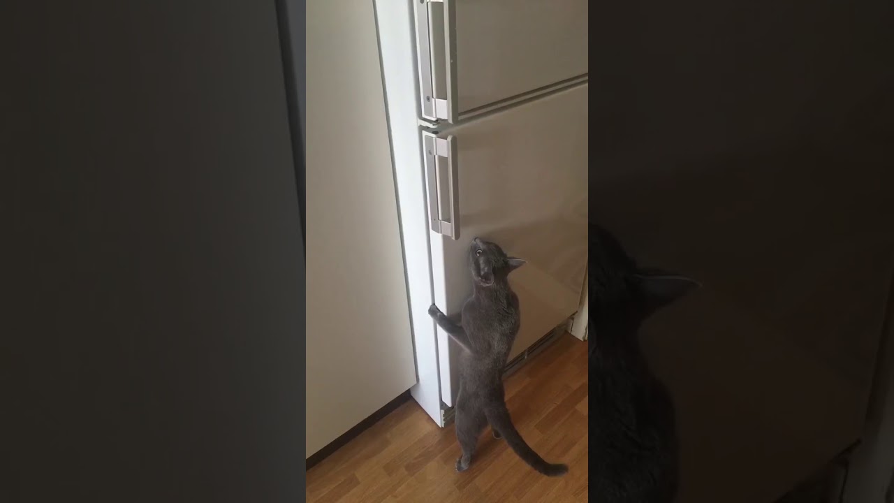 Cat wants open fridge - YouTube