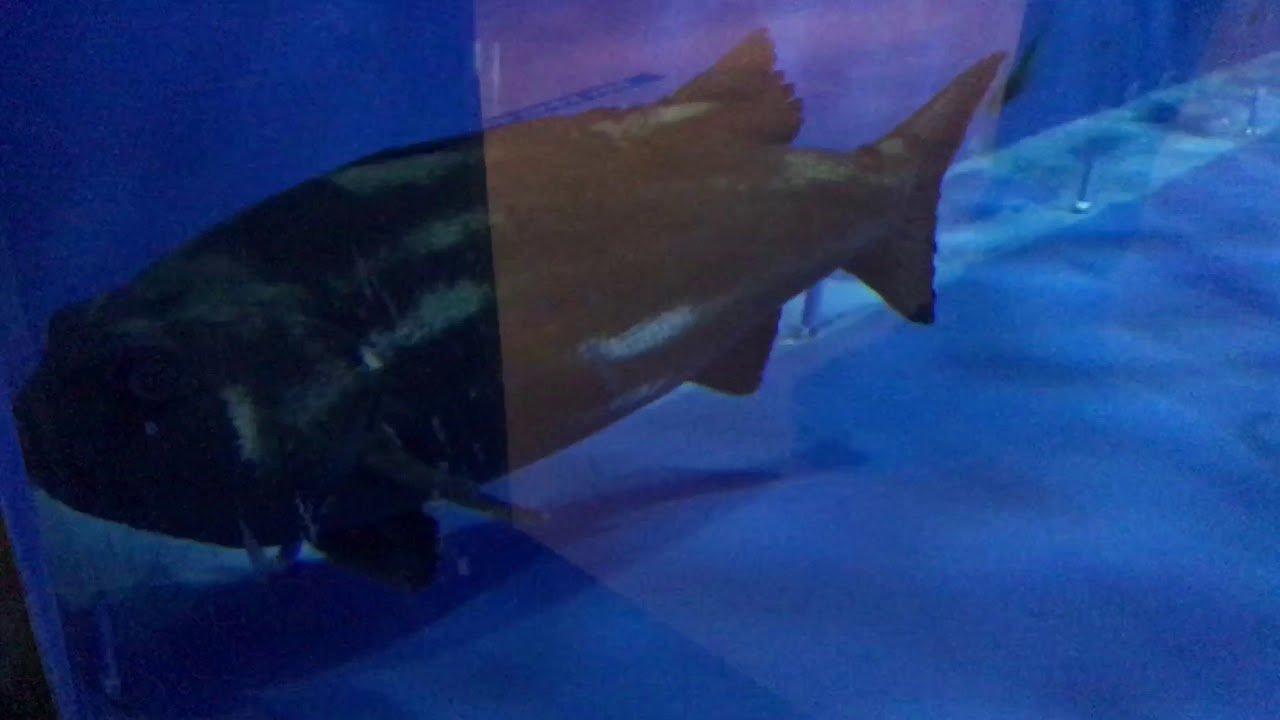 돗돔 sea bass, striped jewfish, 전설의심해어 - YouTube