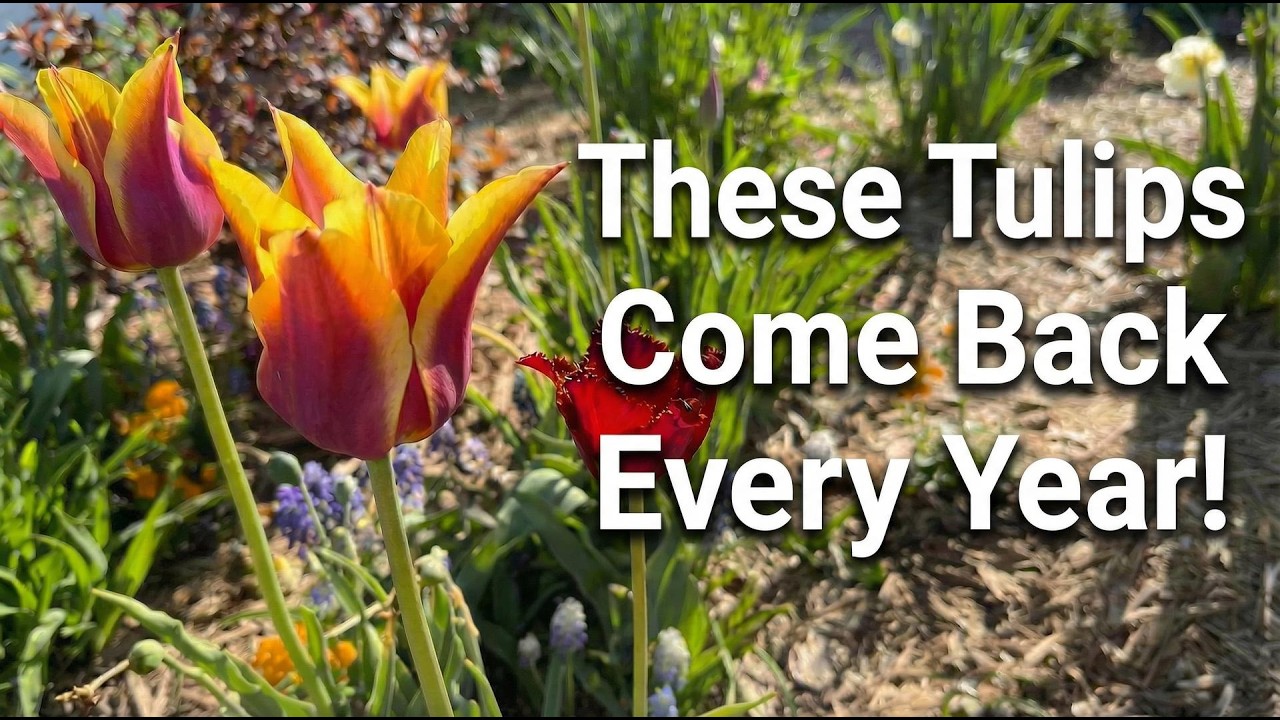 April Garden Tour & How to extend tulips season in your garden - YouTube