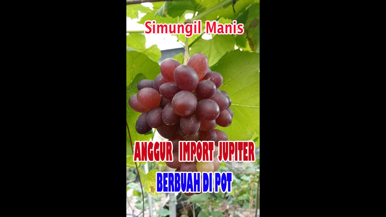 ANGUR IMPORT JUPITER BERBUAH DI POT - YouTube