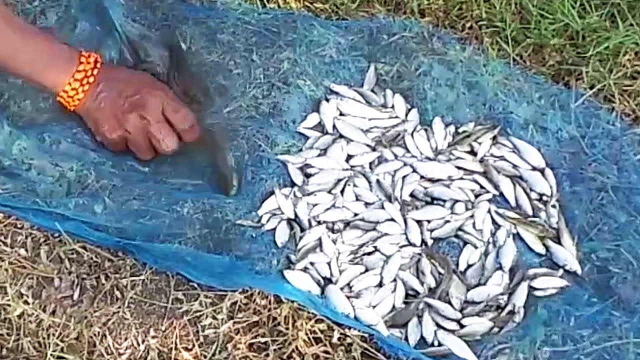 Anchovy Small Fish Catching / Villaje TV - YouTube