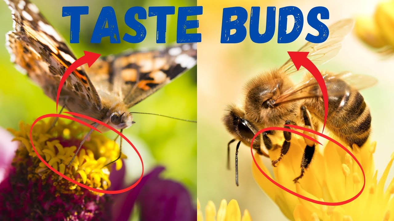 Top 6 Amazing Insects that Taste Food with their Feet - YouTube