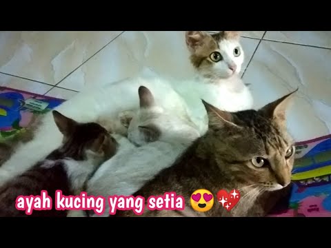 Induk kucing sedang nyusuin anaknya ditemani ayah kucing 💖