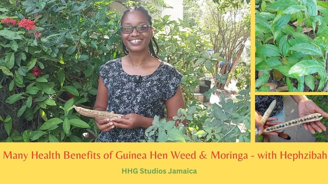 The Many Health Benefits of Guinea Hen Weed & Moringa - With Hephzibah ...