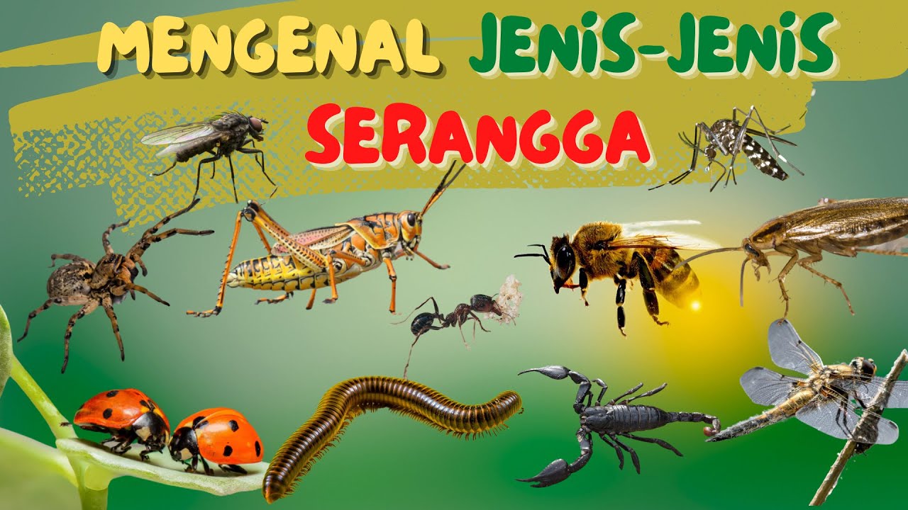 Belajar Mengenal Jenis-jenis Serangga - YouTube