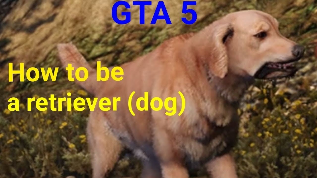 GTA 5 | How to be a retriever (dog) + location | Dielli the gamer - YouTube