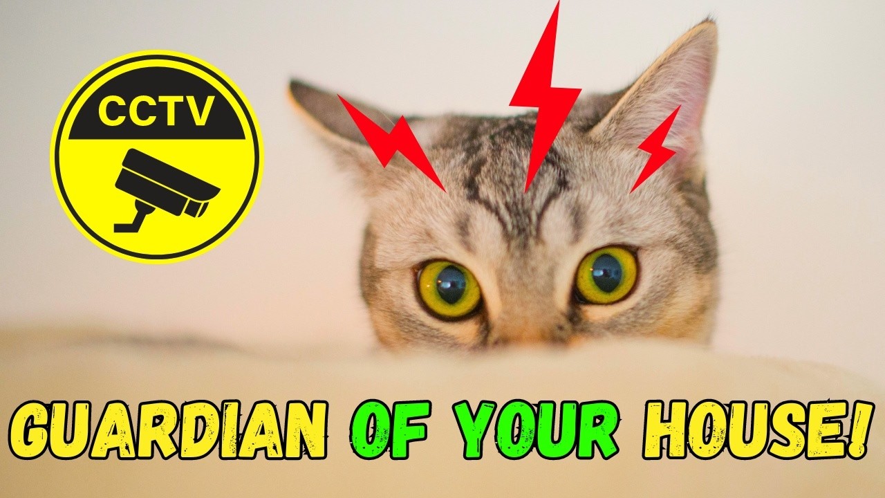 🏡 13 Ways Your Cat Secretly Protects You and Your Home! The Ultimate ...