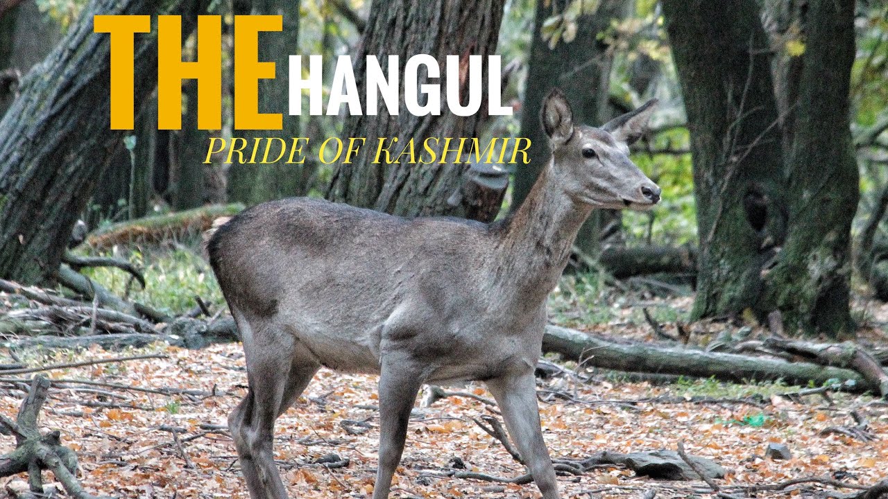 The Kashmir Stag ( HANGUL ) || Short Documentary #wildlife #hangul ...