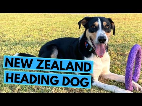 Headed Dog in New Zealand: Stats and Information [Complete Guide]