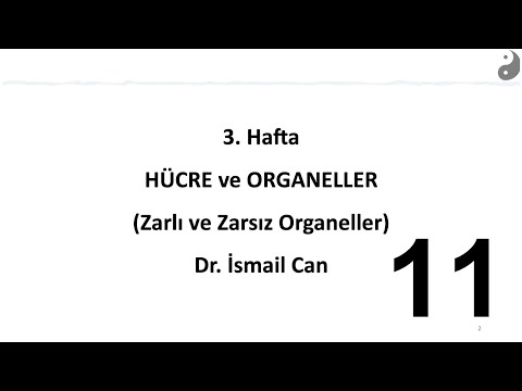 Hücre-B11: Hücre Bağlantı Kompleksleri: Sıkı, Sabitleme ve Oluklu Bağlantılar | Dr. İsmail Can