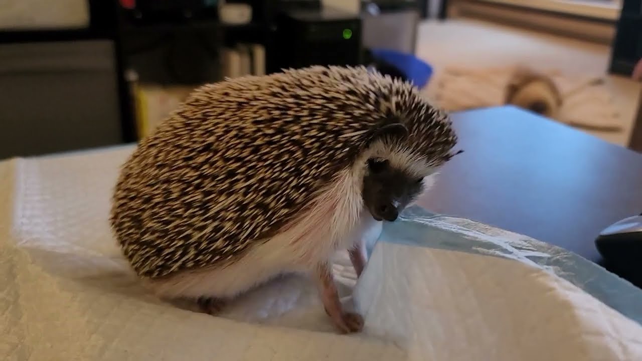 Hedgehog biting on Pee Pad - YouTube