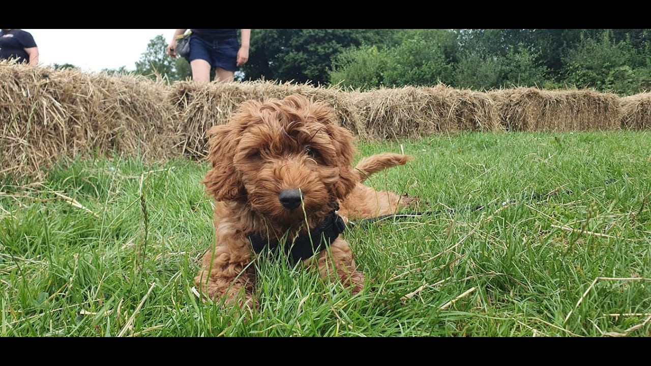Teddy - Cockapoo Puppy - 2 Weeks Residential Dog Training - YouTube