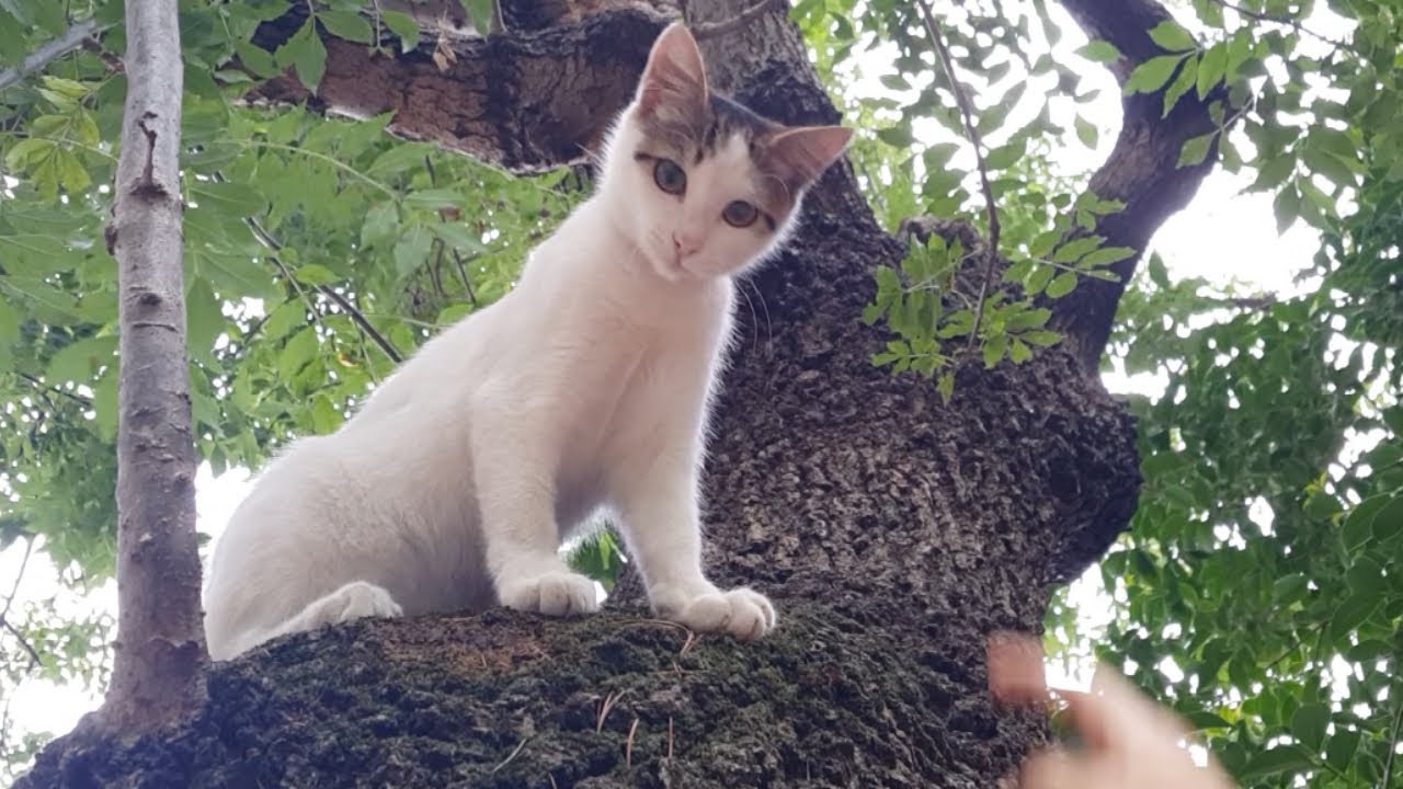 Cat climbs a very big tree to play ! Funny Cats - YouTube
