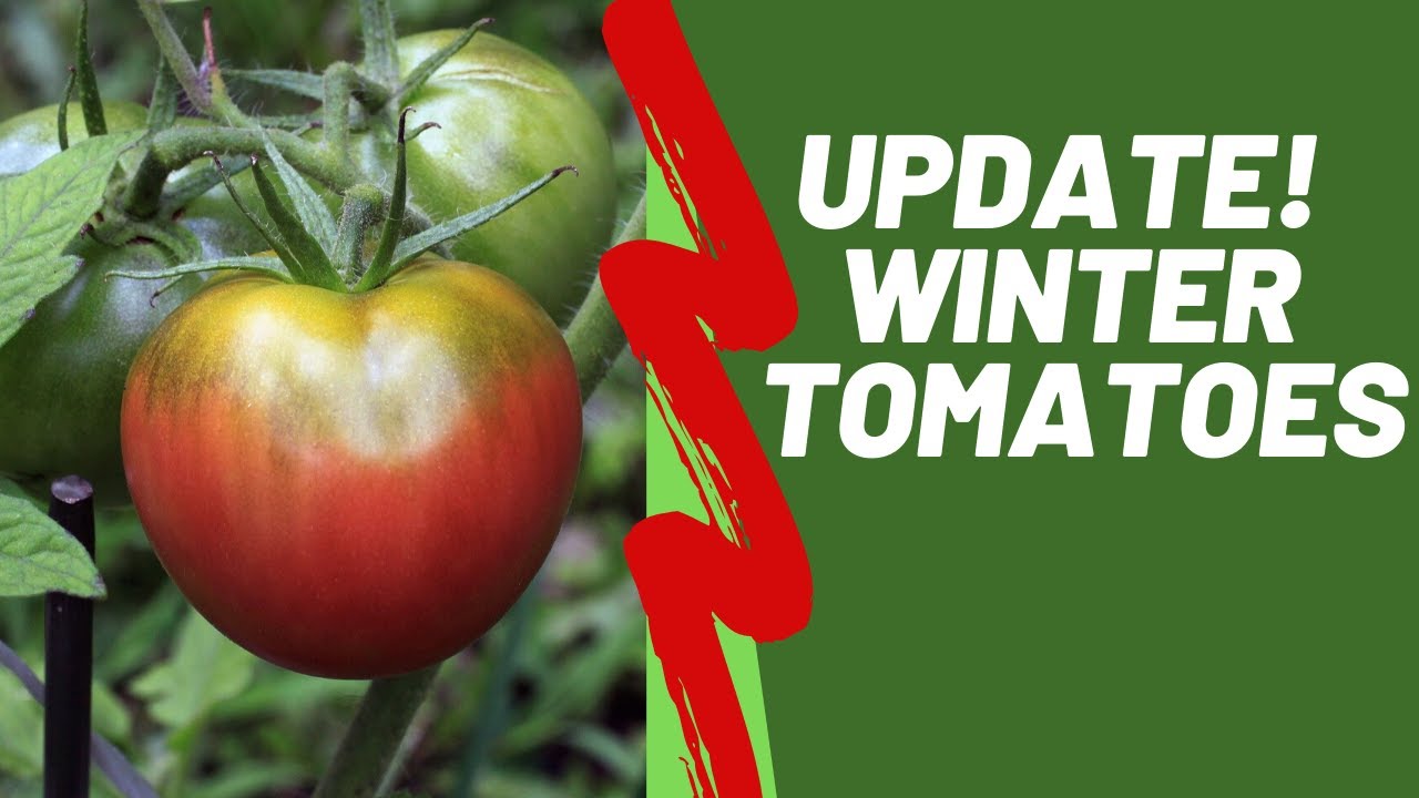 UPDATE WINTER TOMATOES -Gardening - YouTube