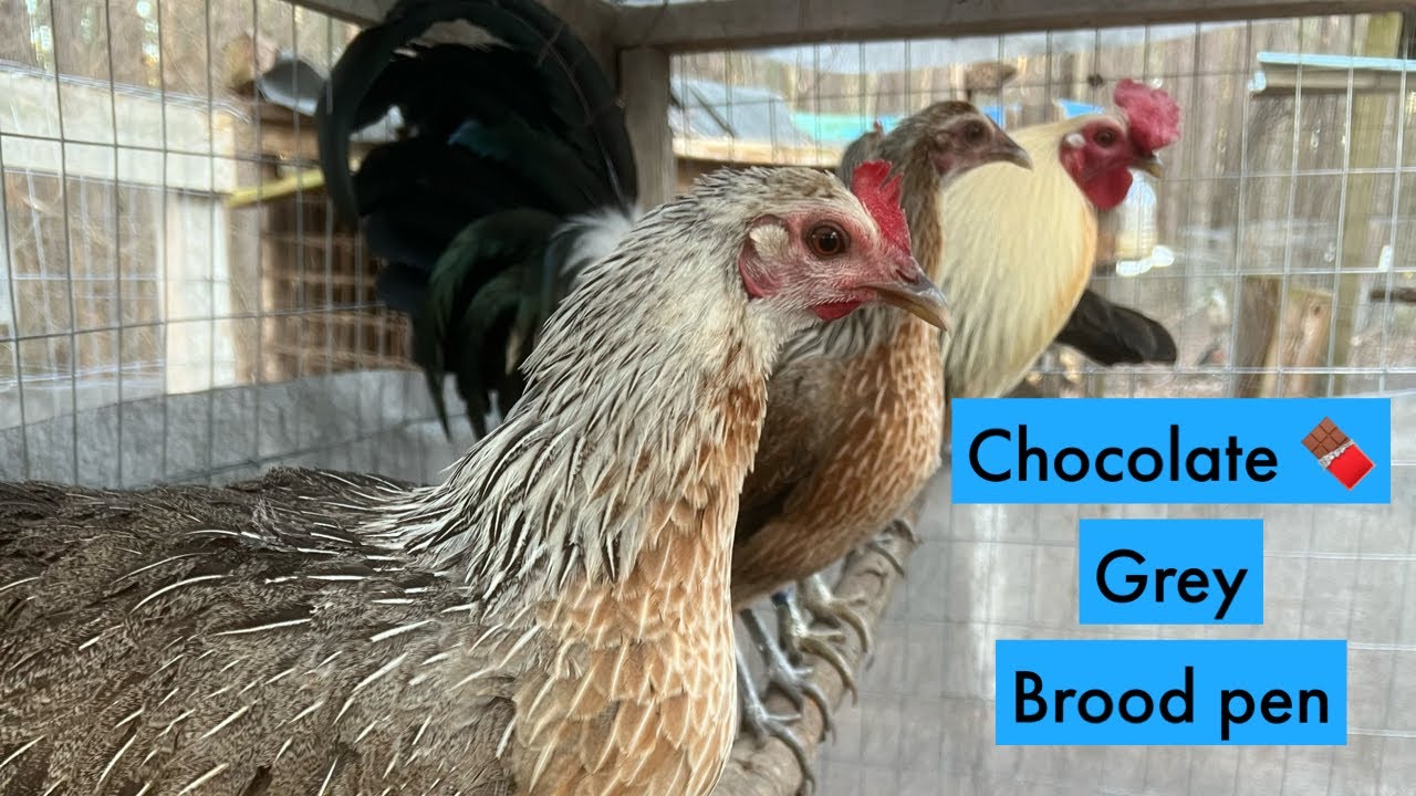 Chocolate Grey 🍫, Cecil Davis Kelso Gamefowl Breeds - YouTube