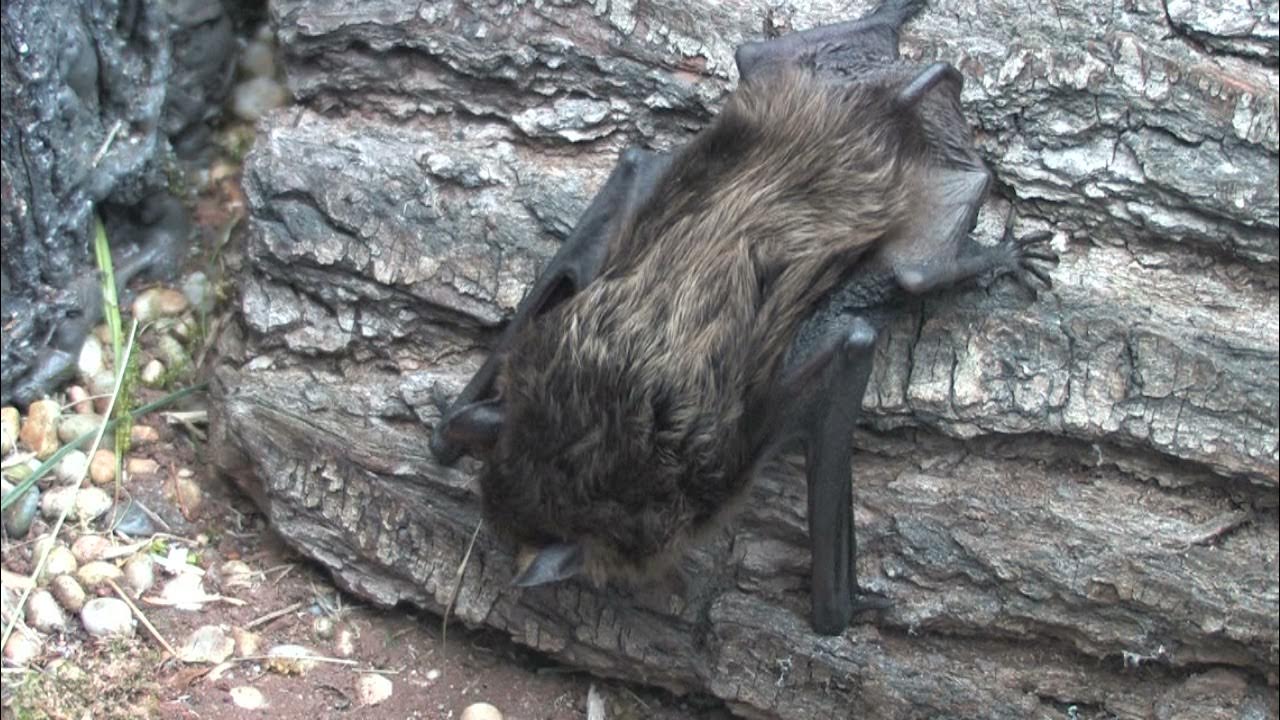 Serotine Bat - The British Mammal Guide - YouTube
