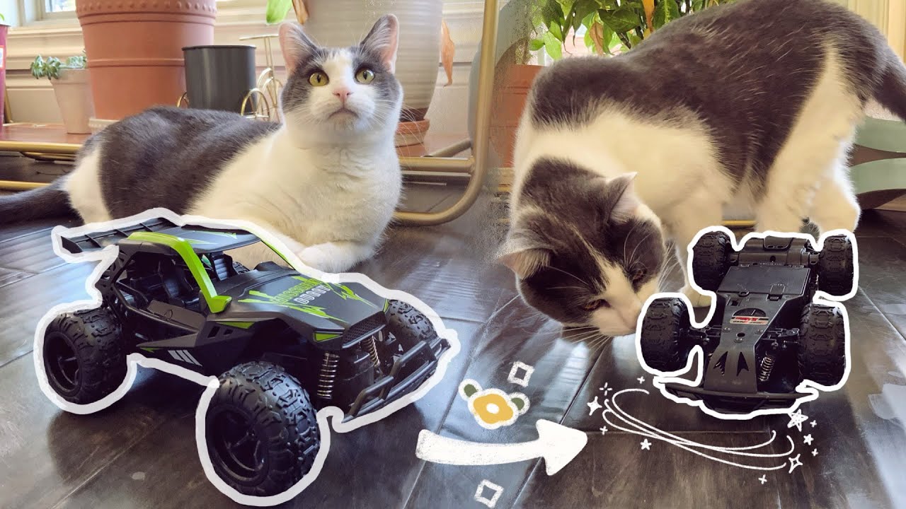Cats vs Racing car l 猫猫们也有了自己的车了，在家窜来窜去就像小老鼠 - YouTube