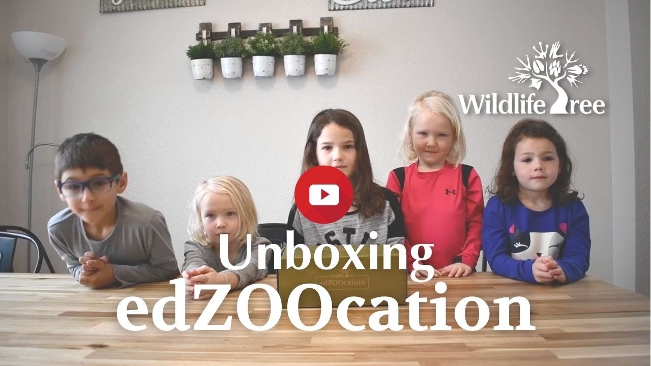 Wildlife Tree Unboxing edZOOcation Subscription Box - Lion Box - YouTube