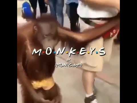 Monkeys - YouTube