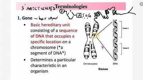 Chapter 4: Genetic Inheritance (Sem 1) - YouTube