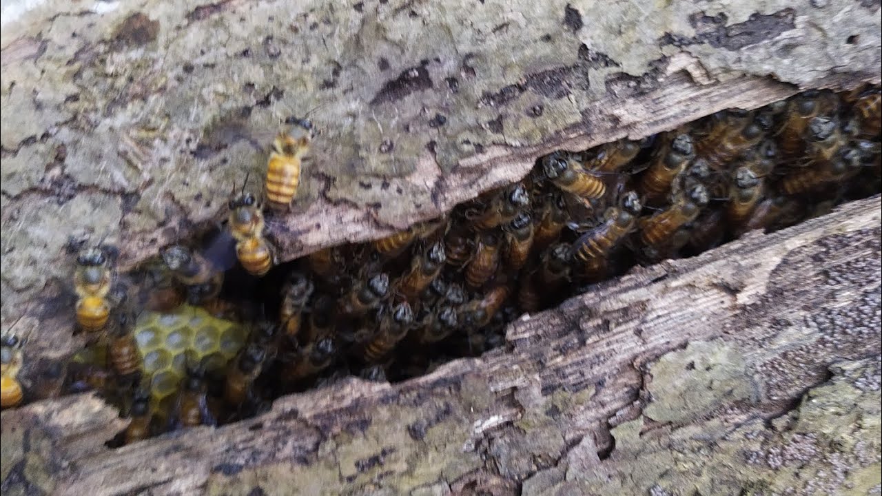 Honey Bee Natural hive - YouTube
