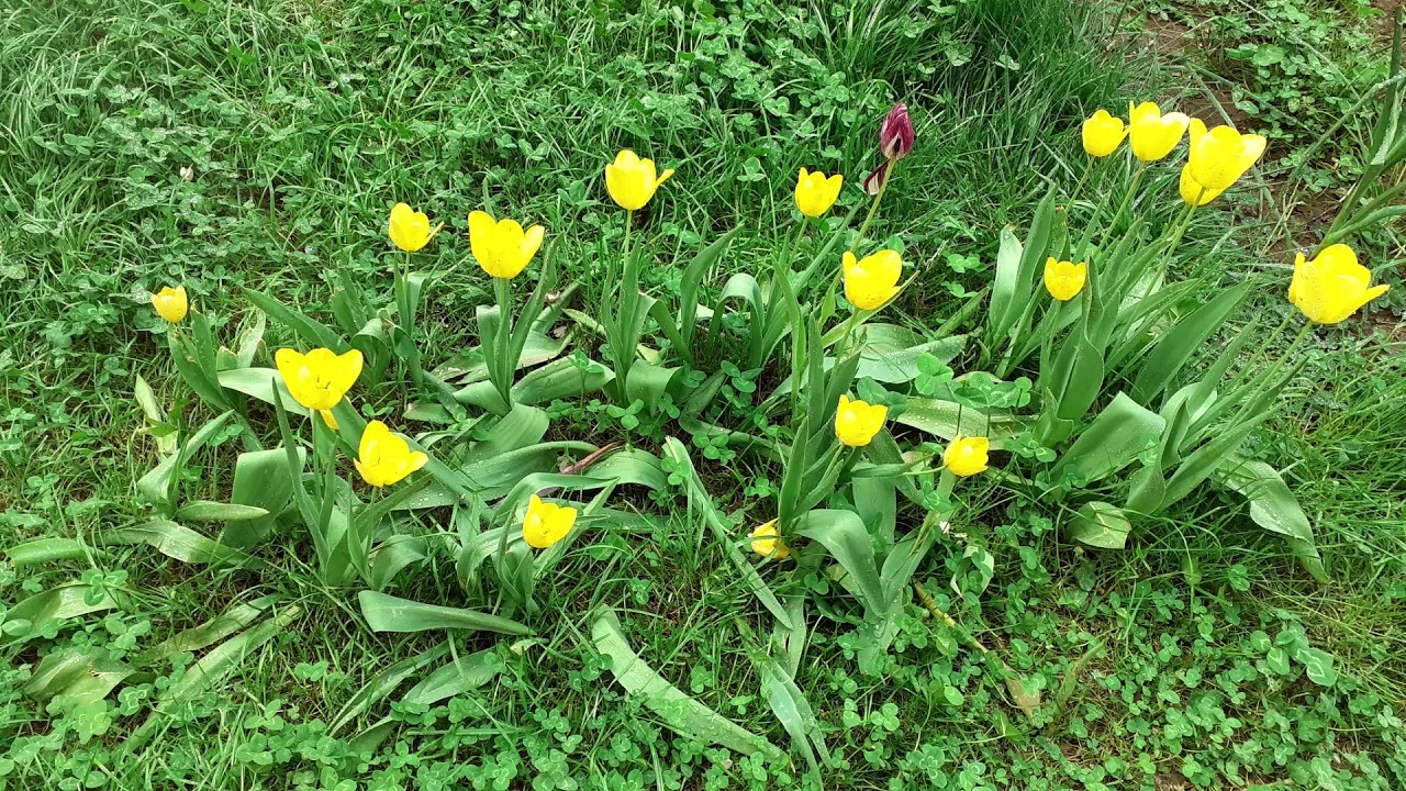 Amenajare Gradina ️ Plantare Flori ️ My Garden ️ - YouTube