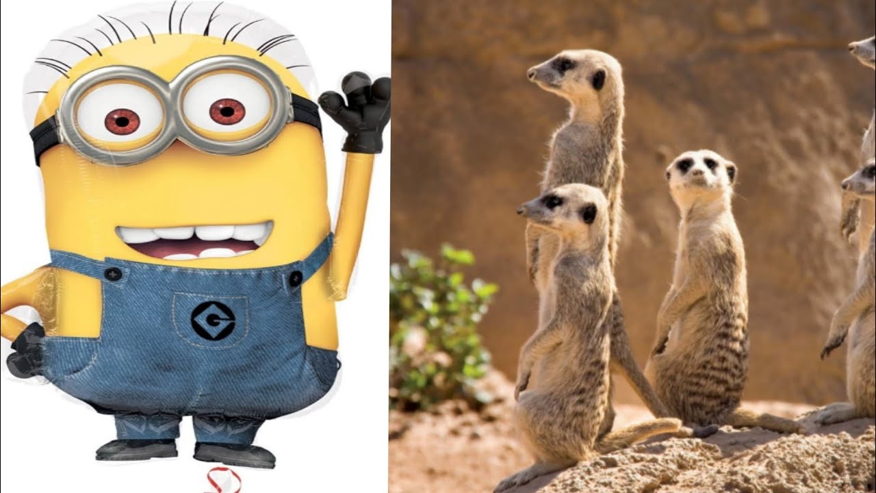 What animal are Minions Most Similar to??? - YouTube