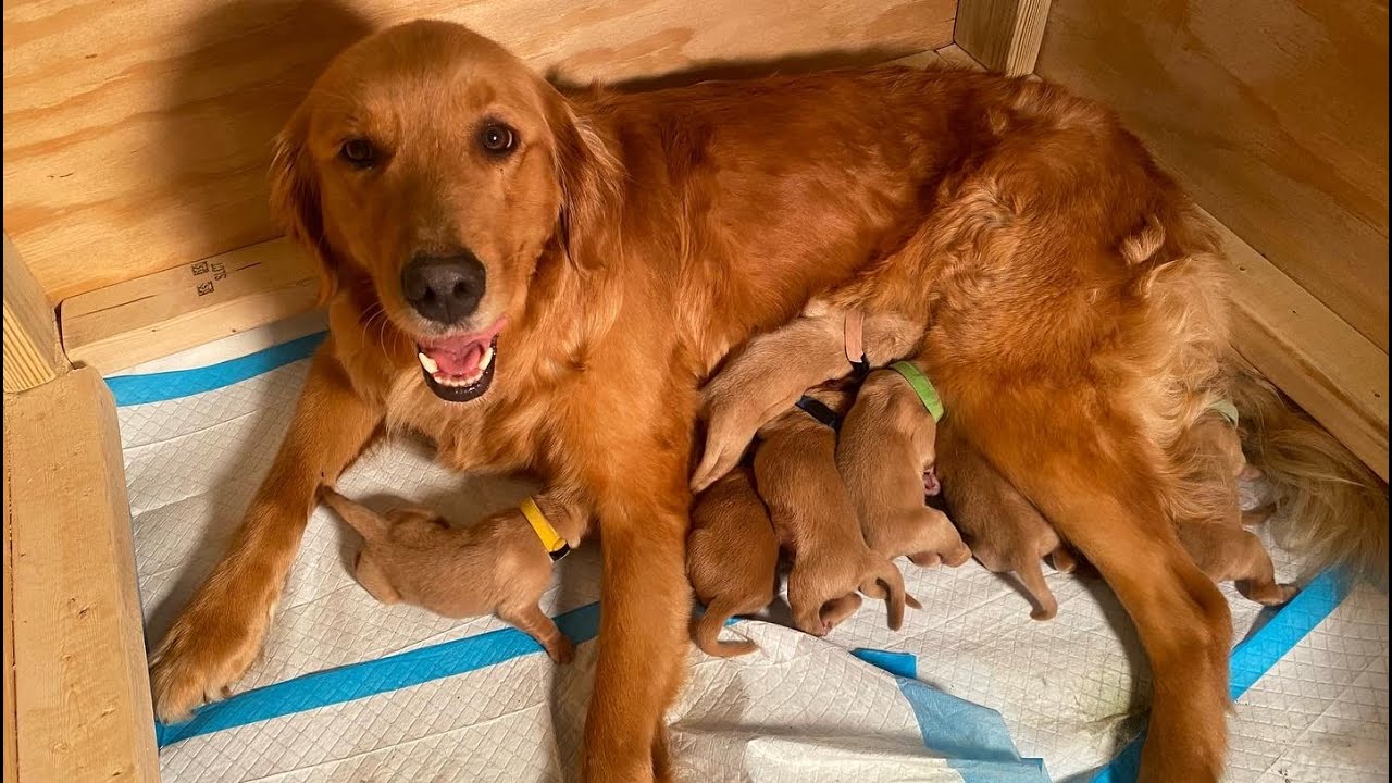 Golden Retriever giving birth to 9 Puppies!!! - YouTube