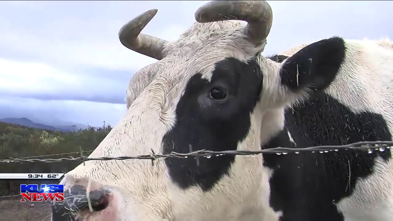 Cowboy the Giant Cow - YouTube