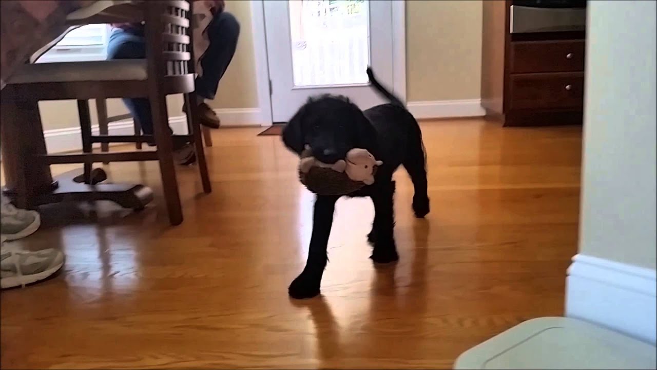 8 Week Old Labradoodle Hunting Down Toy - YouTube