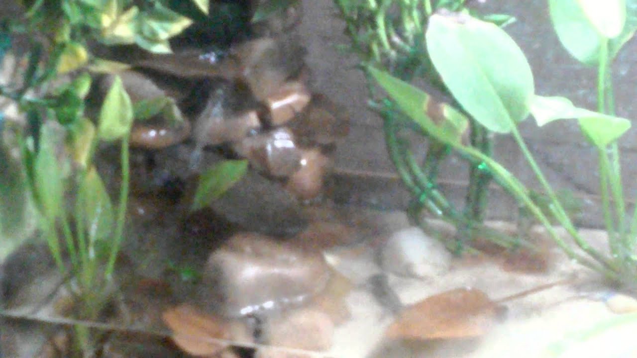 55 gallon semi aquatic vivarium - YouTube