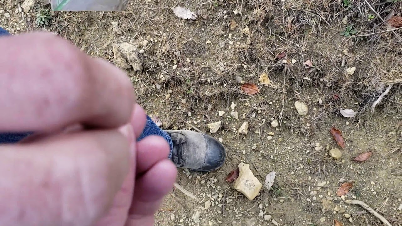 Crinoid fossil cirri as described by Ettensohn - YouTube