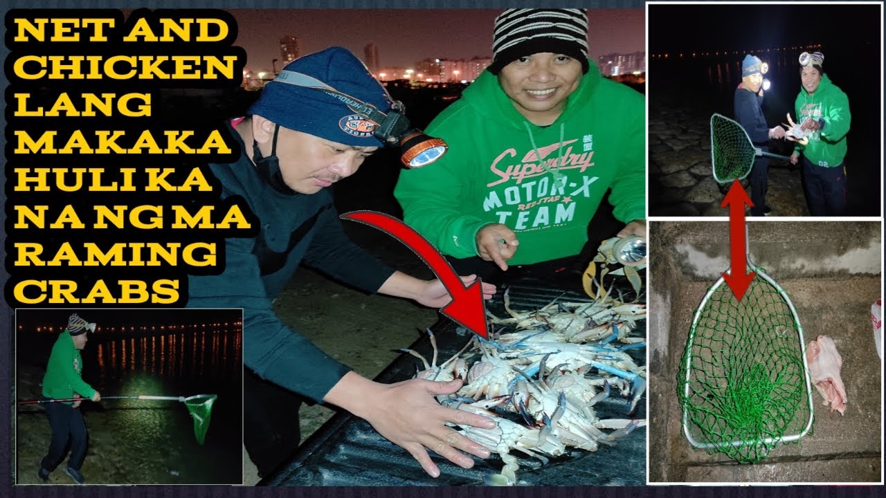 HOW TO CATCHED CRABS USING NET AND CHICKEN MEAT || CRABING IN KUWAIT ...