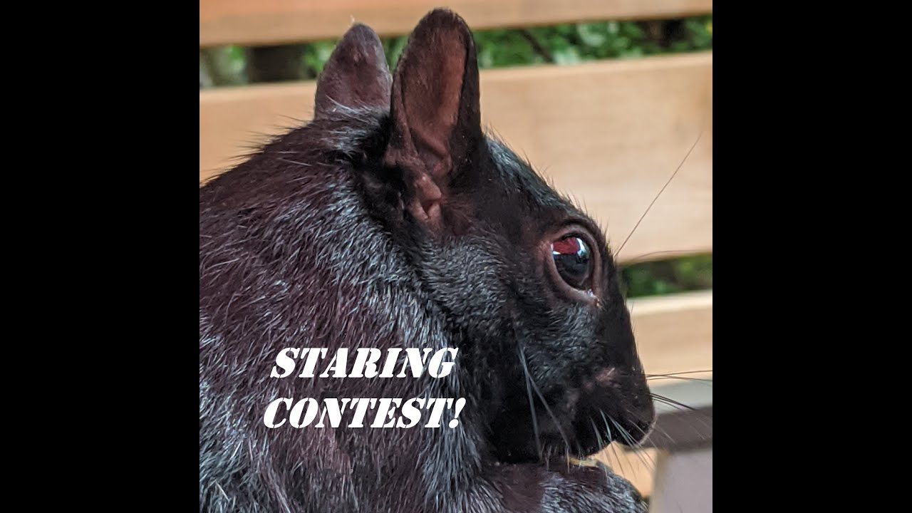 Staring Contest! See how you do! - YouTube