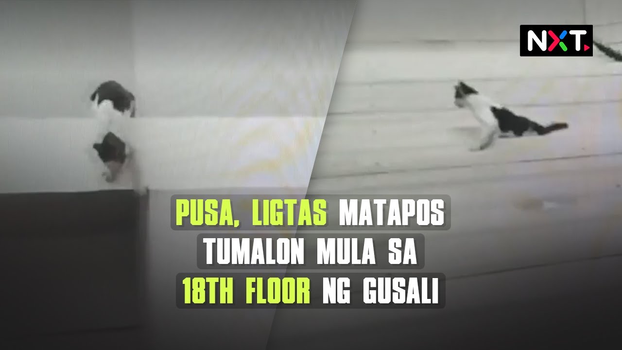Pusa, ligtas matapos tumalon mula sa 18th floor ng gusali | NXT - YouTube