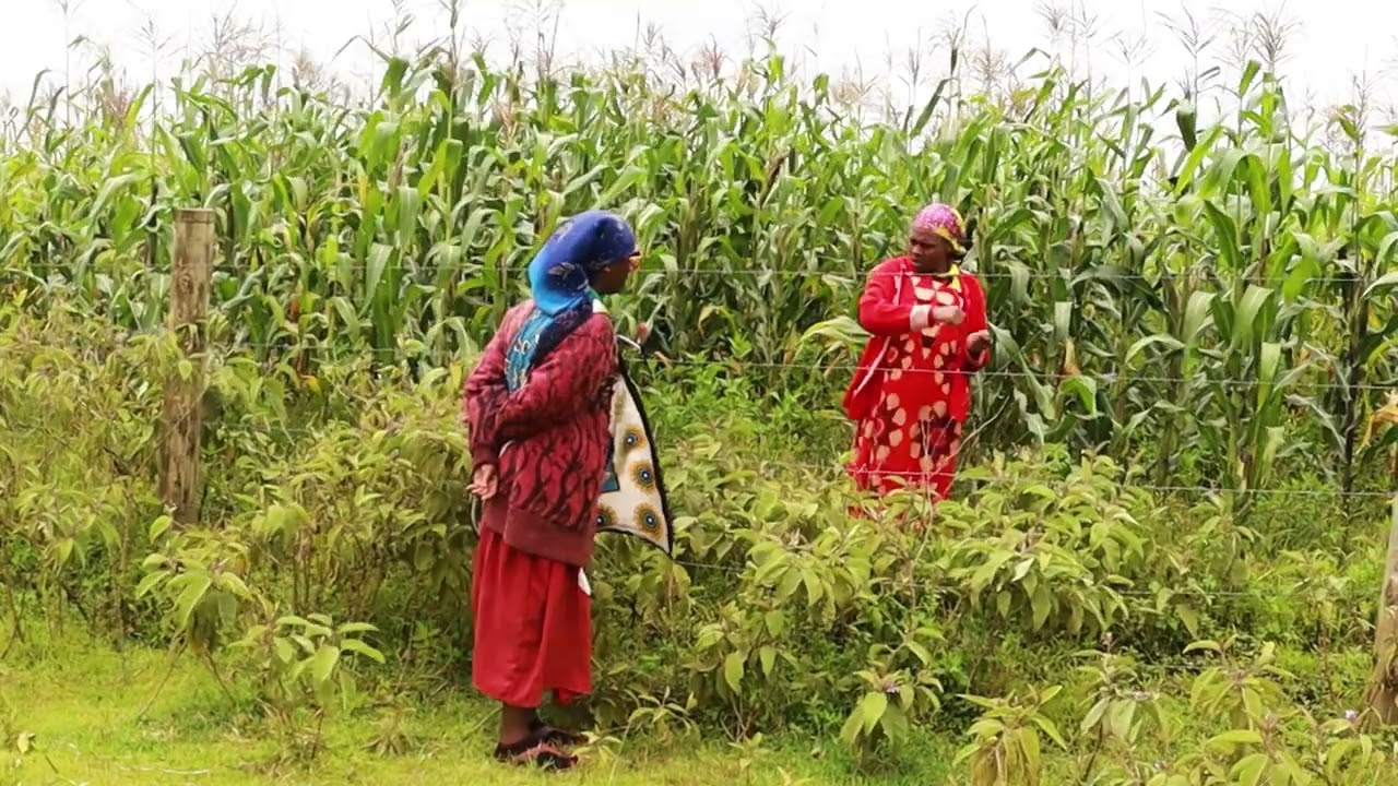 kokwet chronicles by @Gogo Small and @SENGE HELENA umbwo ya gogo ...