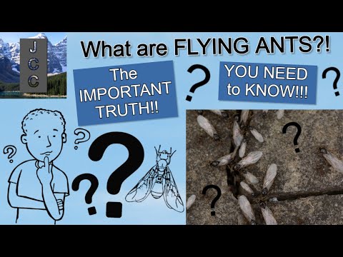 When Do Winged Ants Come Out