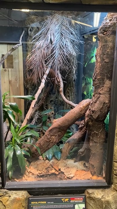 Ball Python Setup! - YouTube