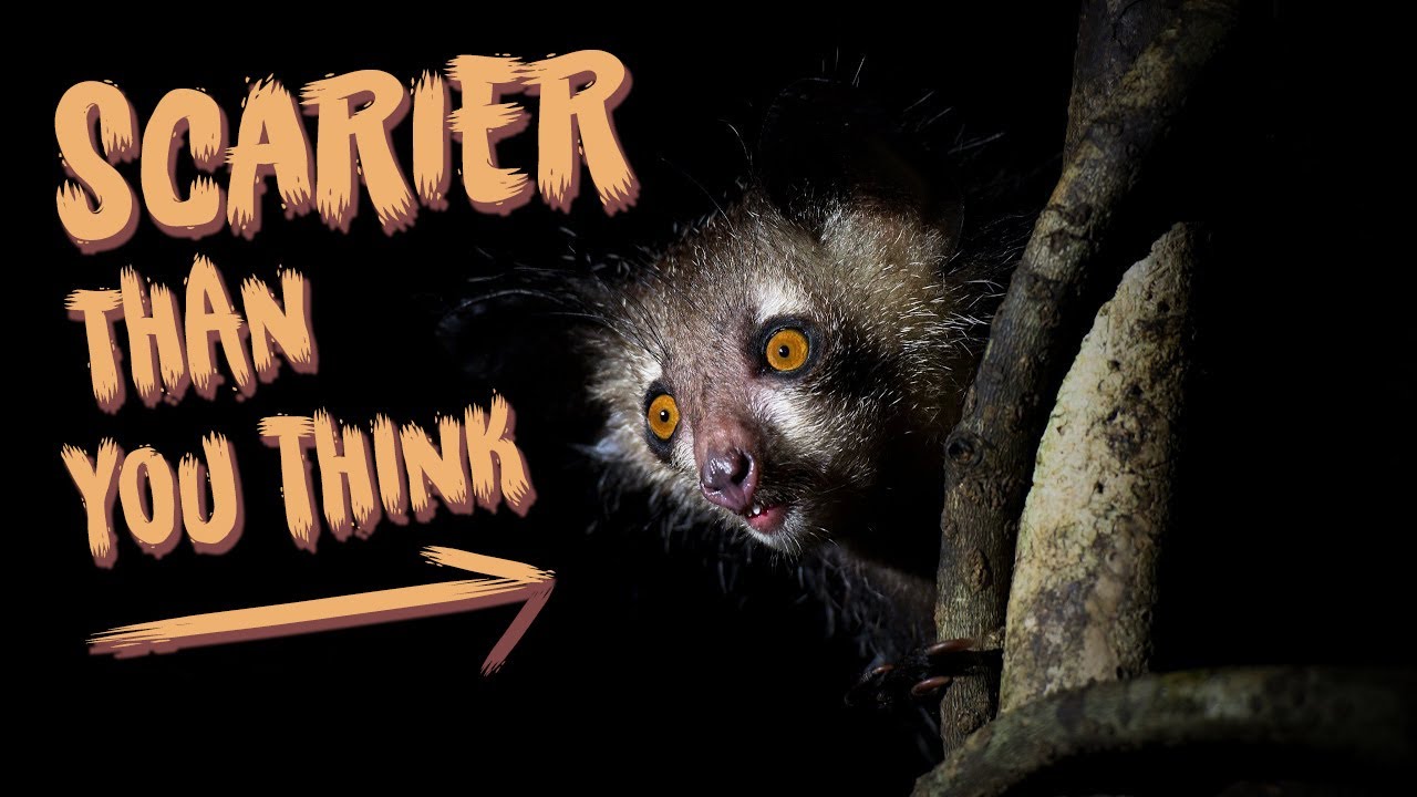 TOP 10 SCARIEST ANIMALS! - YouTube