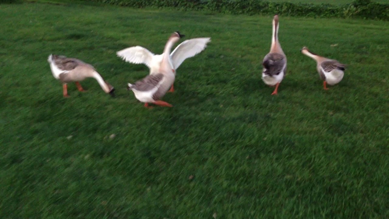 When Geese Attack - YouTube