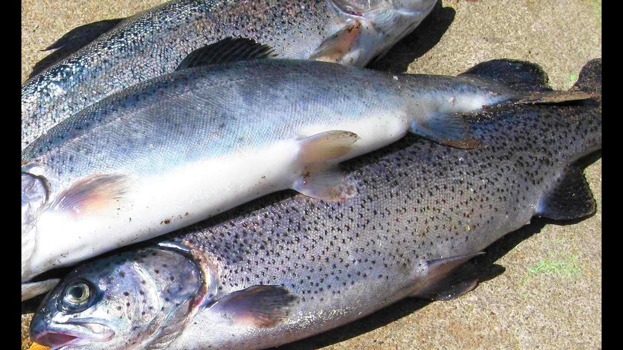 10- 50 tons Rainbow Trout Escaped, Djursland, Denmark/ Fly Fishing ...