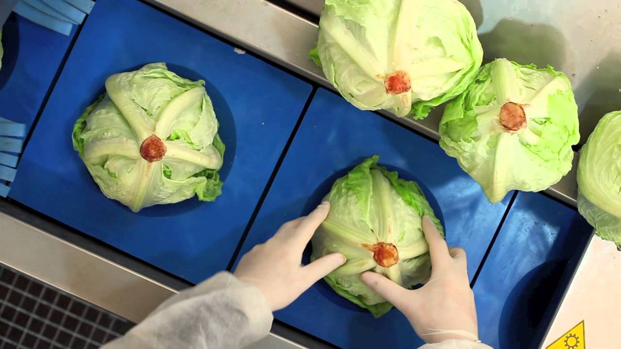 LETTUCE DECORING MACHINE - TROCEADORA DE LECHUGA - YouTube