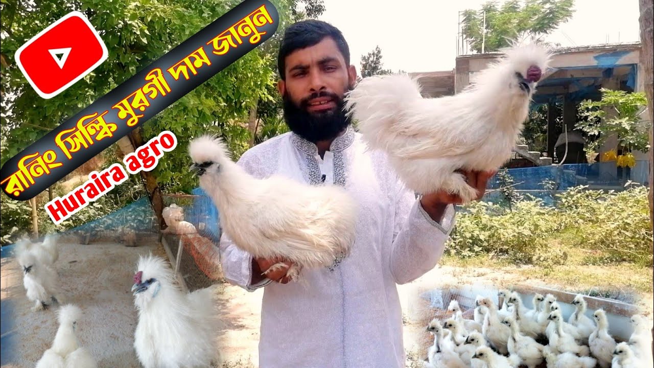 রানিং সিল্কি মুরগির দাম জানুন। #huraira_agro 01727933894 - YouTube